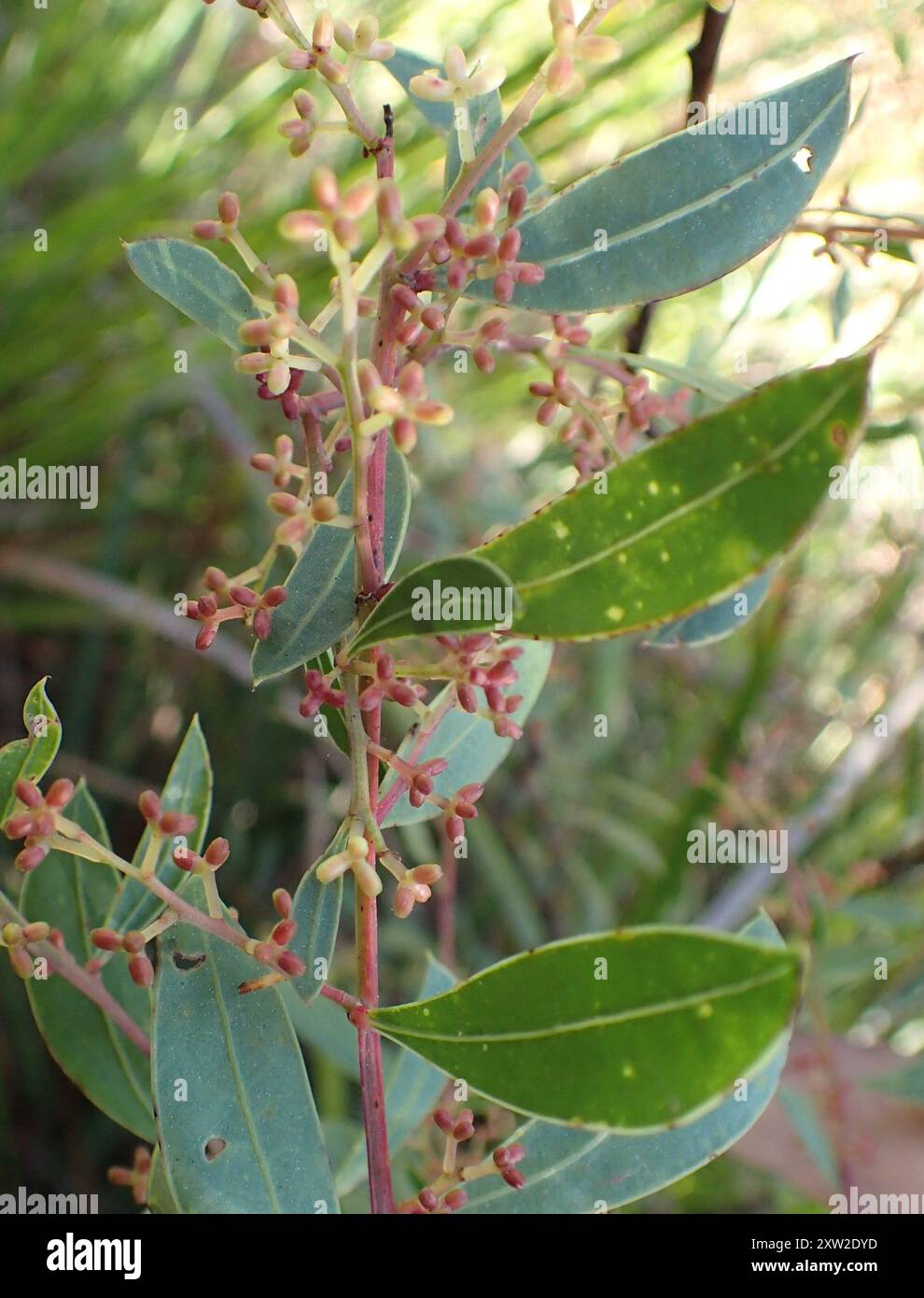 Myrtle Wattle (Acacia myrtifolia) Plantae Stock Photo - Alamy