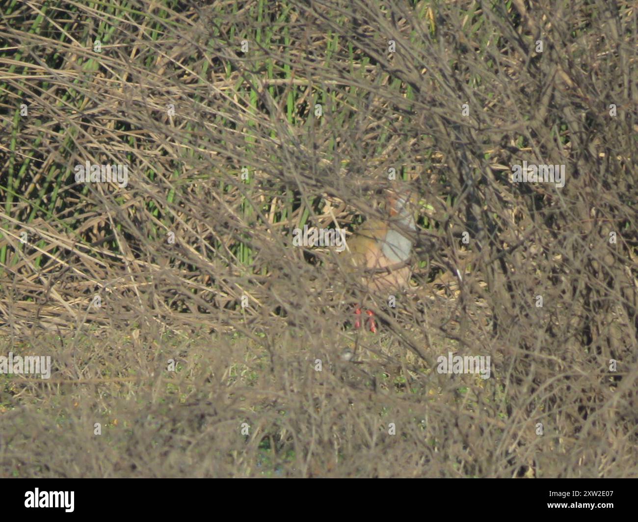 Giant Wood-Rail (Aramides ypecaha) Aves Stock Photo - Alamy