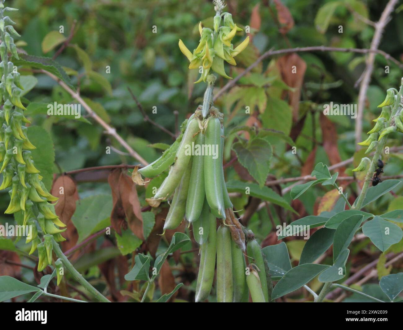 Streaked Rattlepod (Crotalaria pallida) Plantae Stock Photo - Alamy