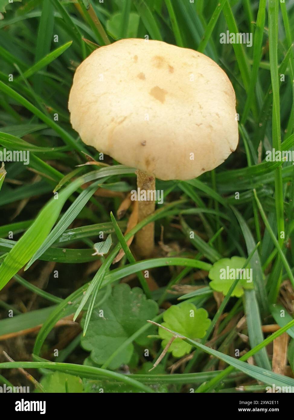 Common Fieldcap (Agrocybe pediades) Fungi Stock Photo - Alamy