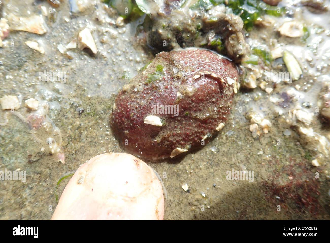 Gumboot Chiton (Cryptochiton stelleri) Mollusca Stock Photo - Alamy