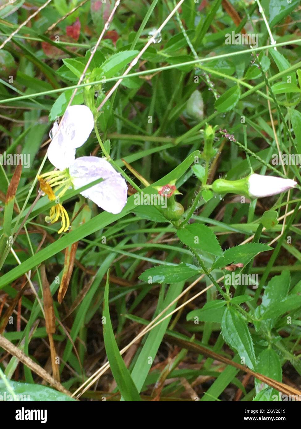 Maryland meadowbeauty (Rhexia mariana) Plantae Stock Photo - Alamy