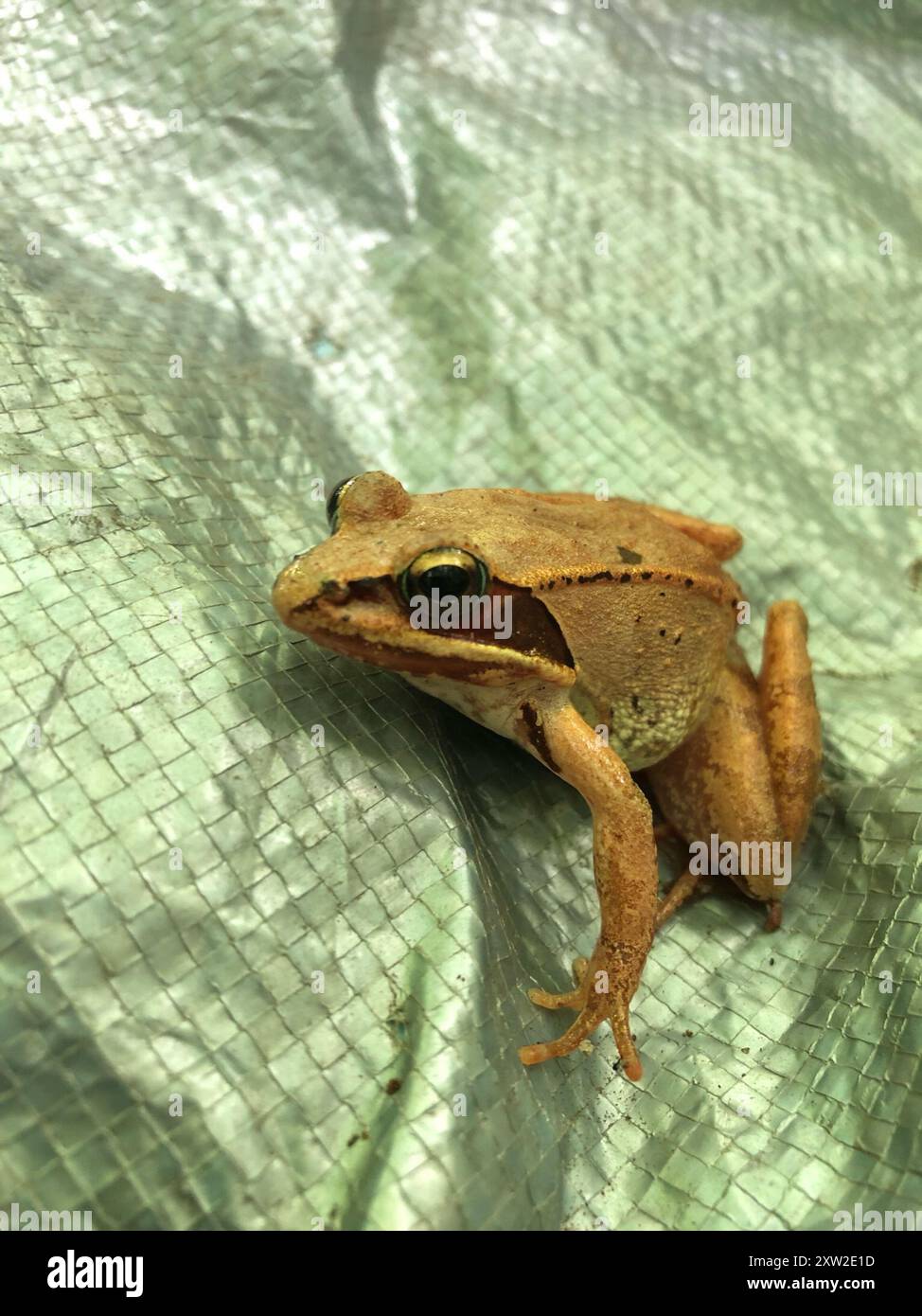 Wood Frog (Lithobates sylvaticus) Amphibia Stock Photo - Alamy