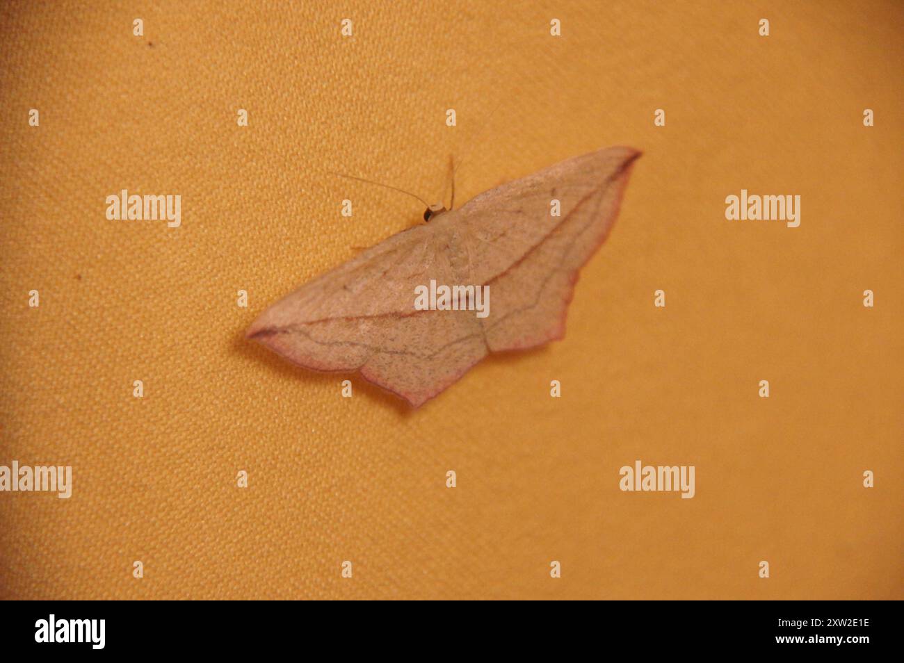 Blood Vein (Timandra comae) Insecta Stock Photo - Alamy