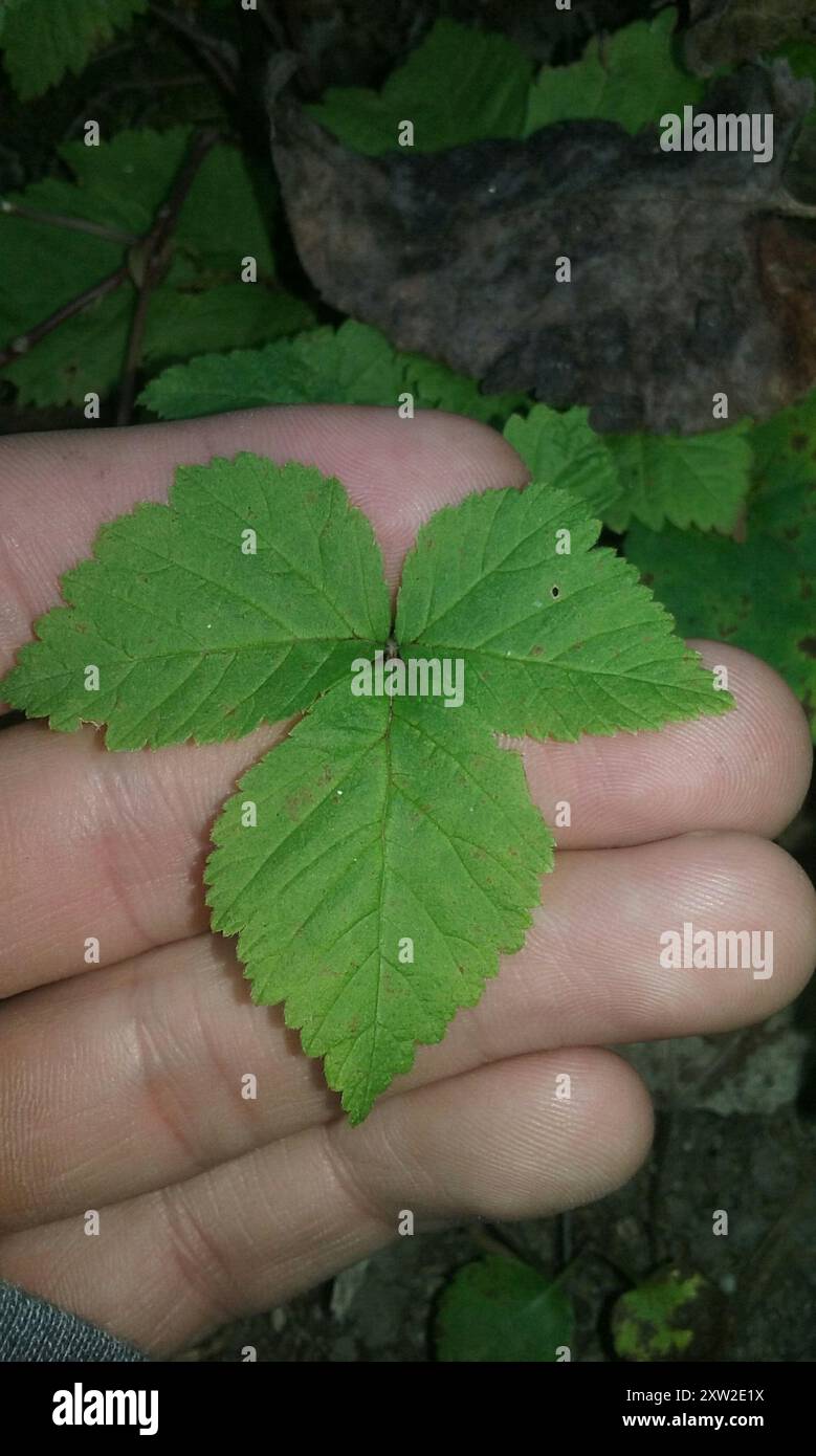 dwarf raspberry (Rubus pubescens) Plantae Stock Photo - Alamy