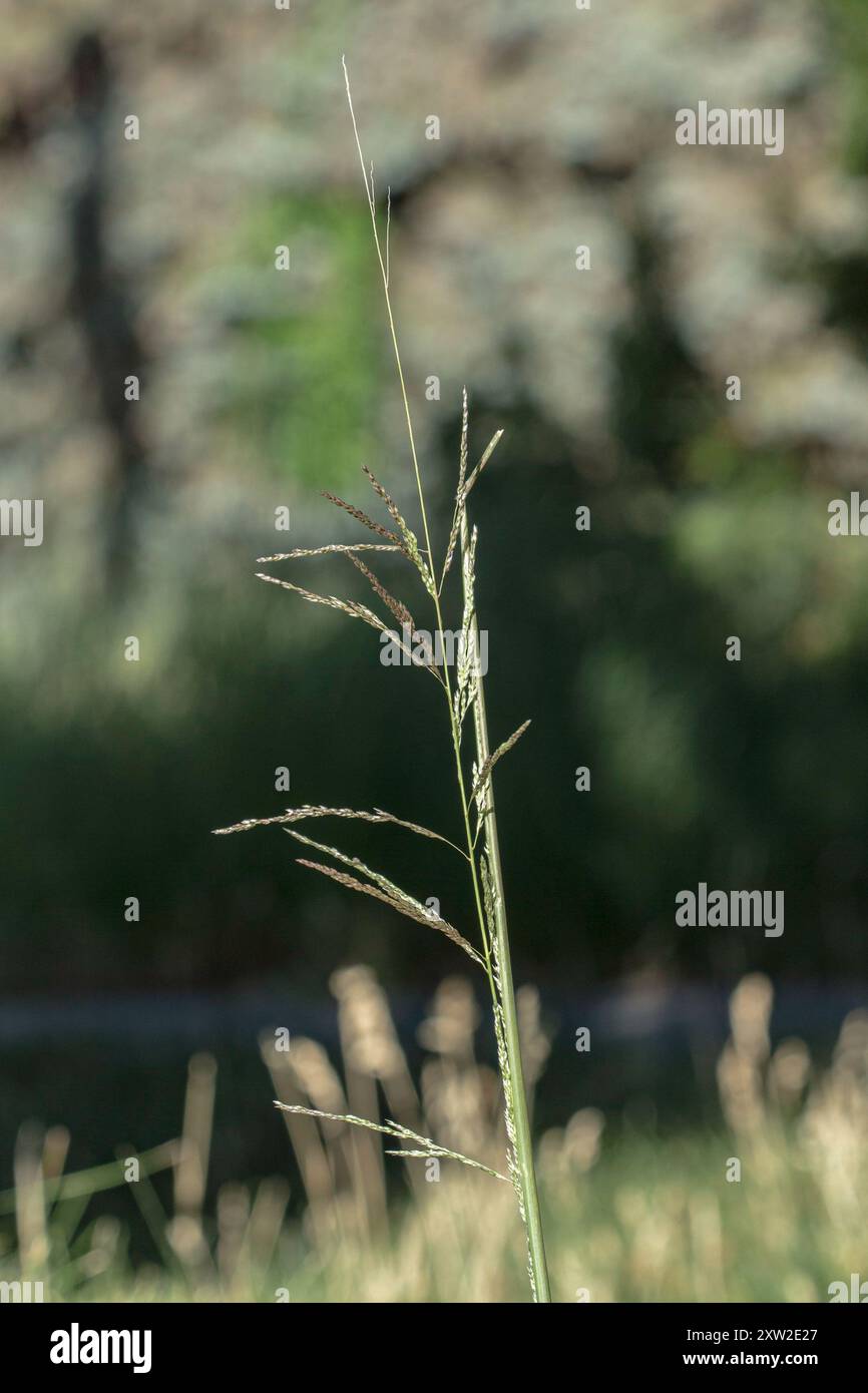 Sand Dropseed (Sporobolus cryptandrus) Plantae Stock Photo - Alamy