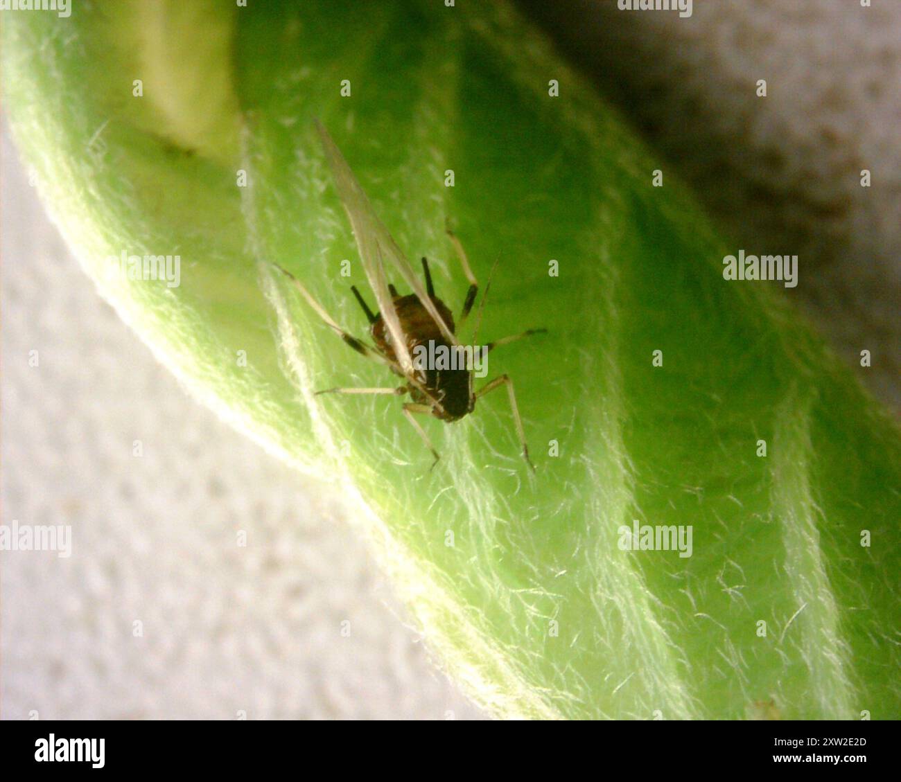 Aphids (Aphididae) Insecta Stock Photo - Alamy