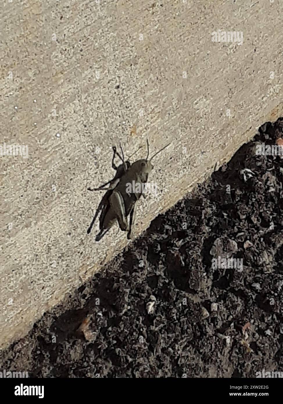 Carolina Grasshopper (Dissosteira carolina) Insecta Stock Photo - Alamy