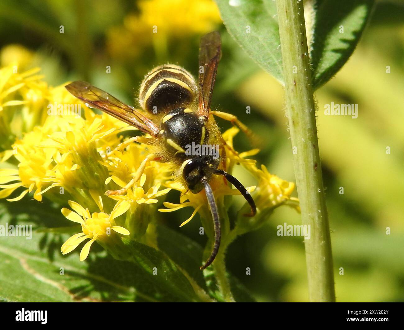 Common Aerial Yellowjacket (Dolichovespula arenaria) Insecta Stock ...