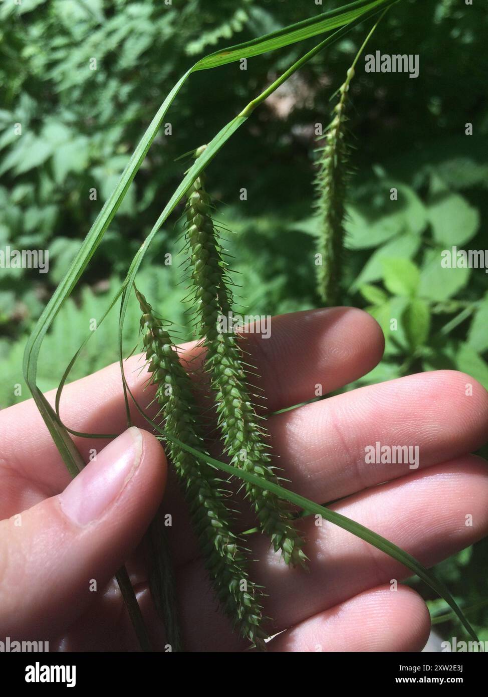 nodding sedge (Carex gynandra) Plantae Stock Photo - Alamy