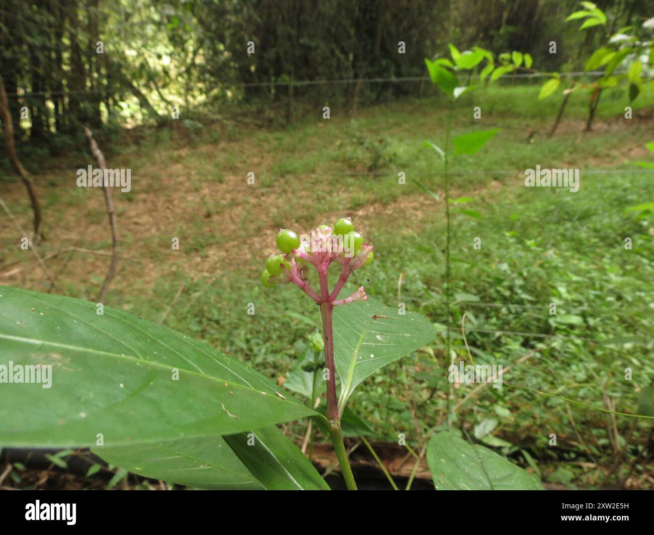 Curved Flower Woody Chassalia (Chassalia curviflora) Plantae Stock ...
