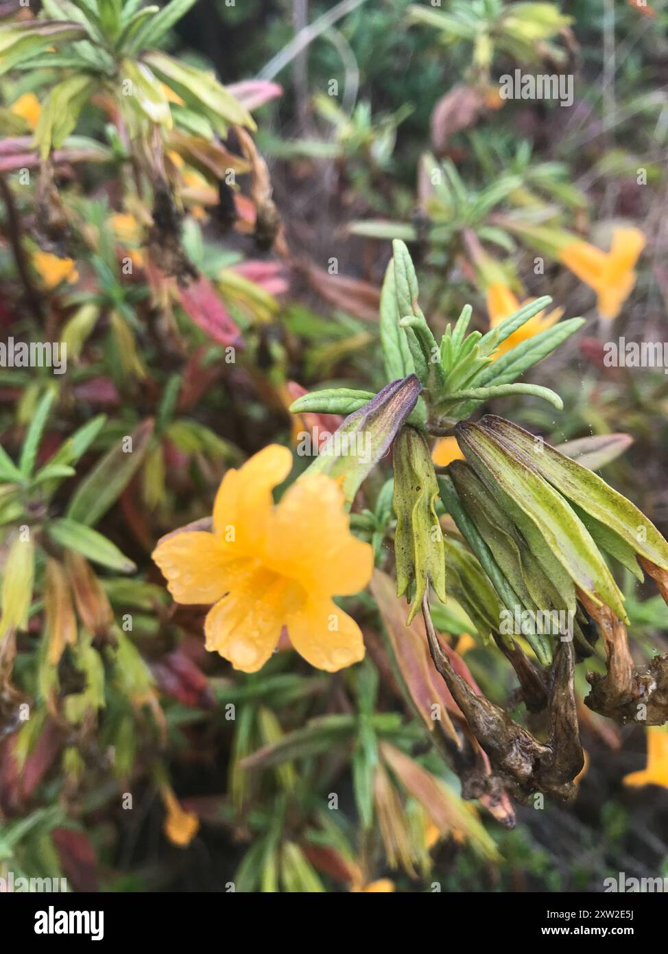 orange bush monkeyflower (Diplacus aurantiacus) Plantae Stock Photo - Alamy