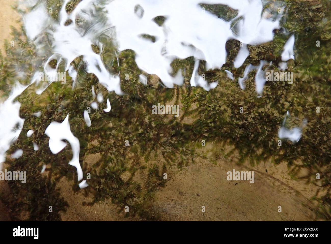 leafy and simple thalloid liverworts (Jungermanniopsida) Plantae Stock ...