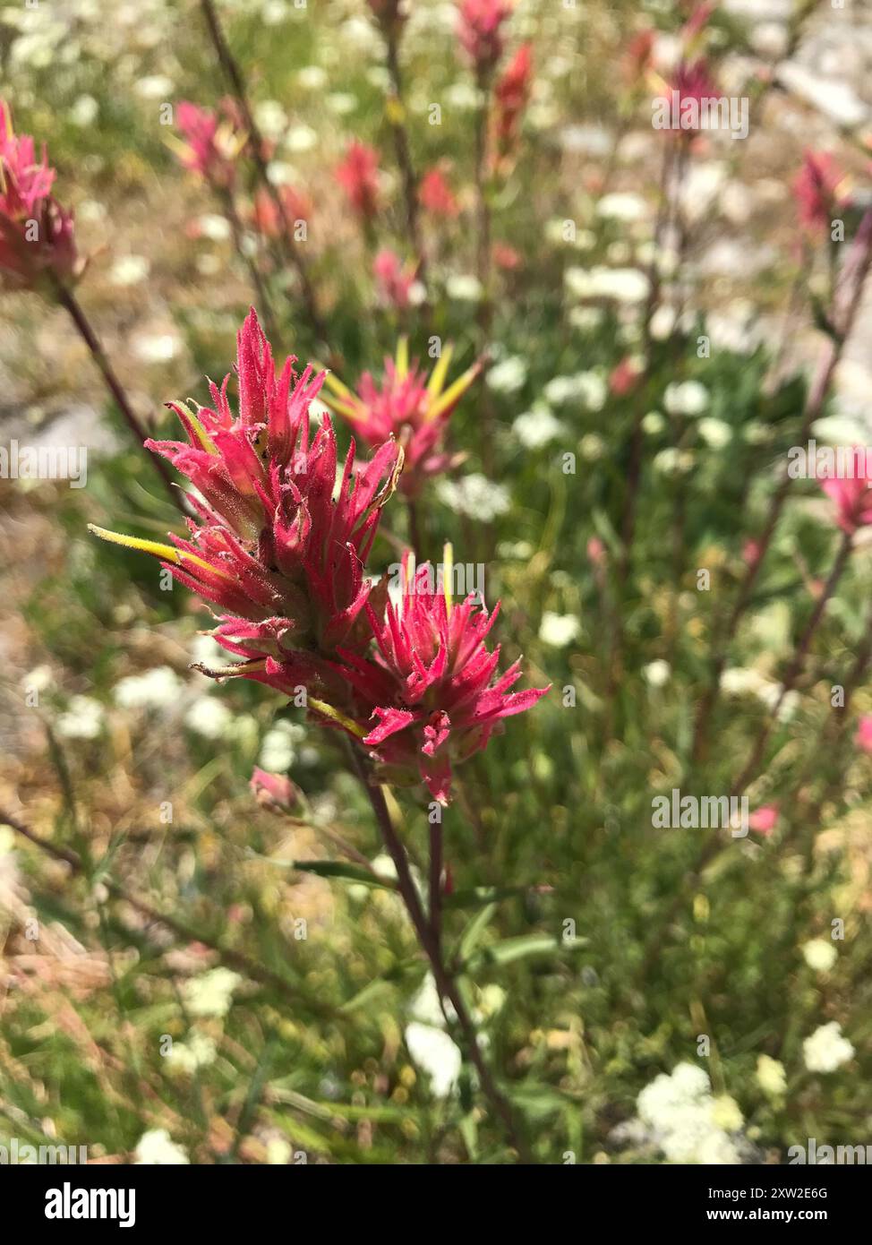 giant red Indian paintbrush (Castilleja miniata) Plantae Stock Photo ...