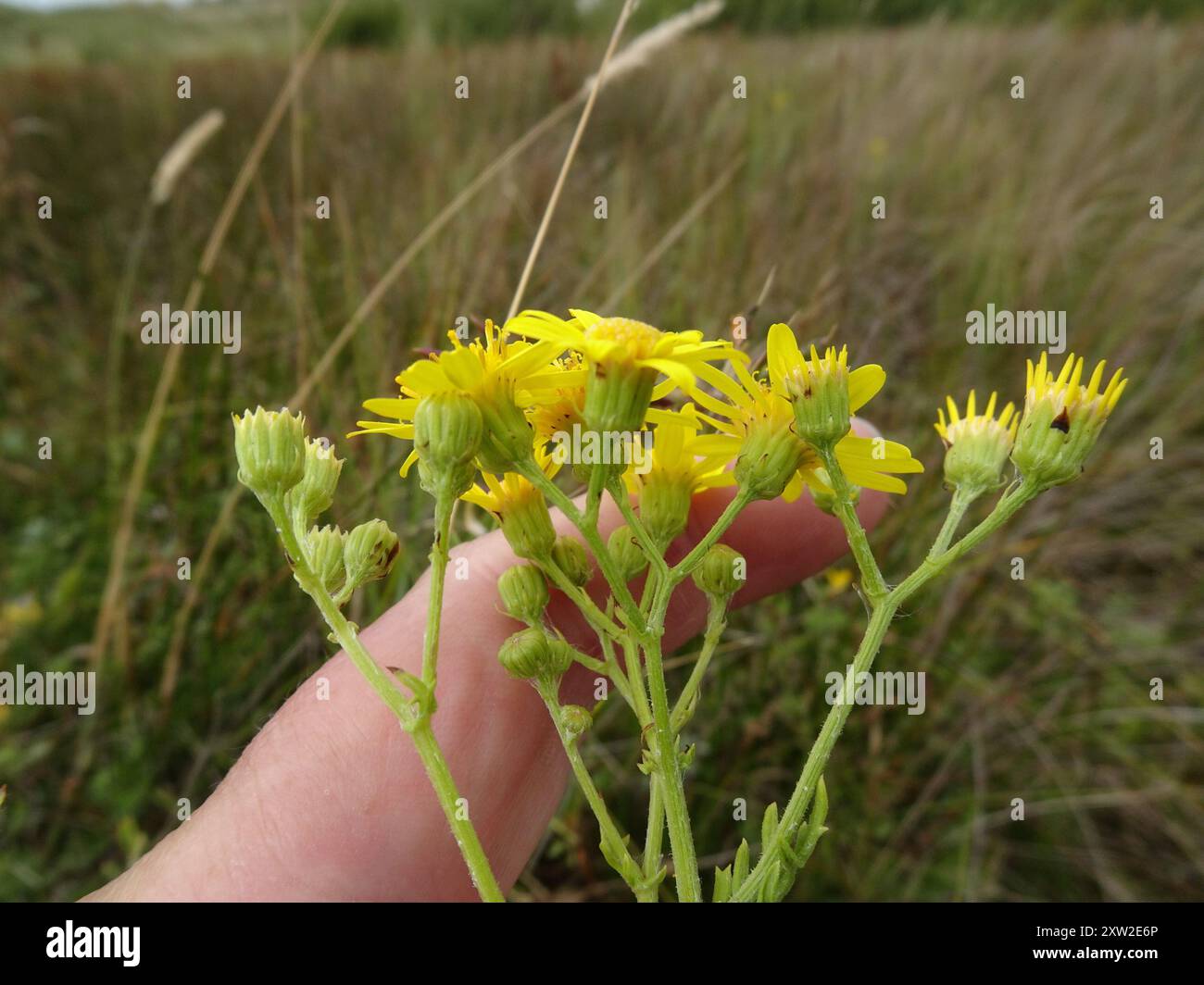 Hoary ragwort hi-res stock photography and images - Alamy