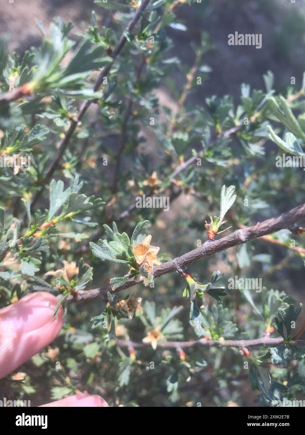 Antelope Bitterbrush (Purshia tridentata) Plantae Stock Photo - Alamy