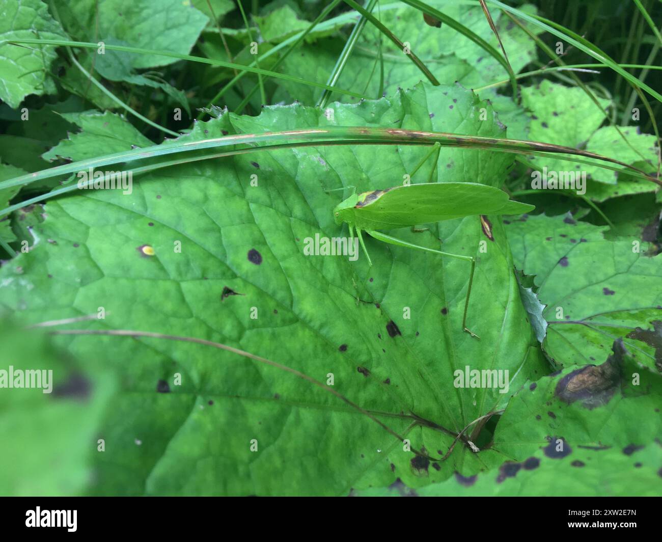 Oblong-winged Katydid (Amblycorypha oblongifolia) Insecta Stock Photo ...