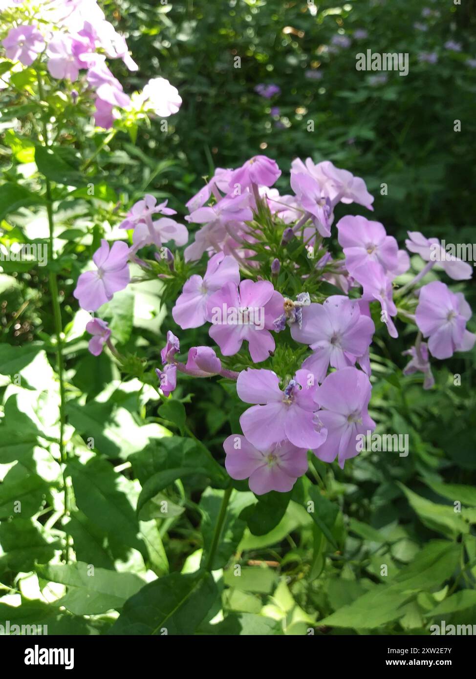 fall phlox (Phlox paniculata) Plantae Stock Photo - Alamy
