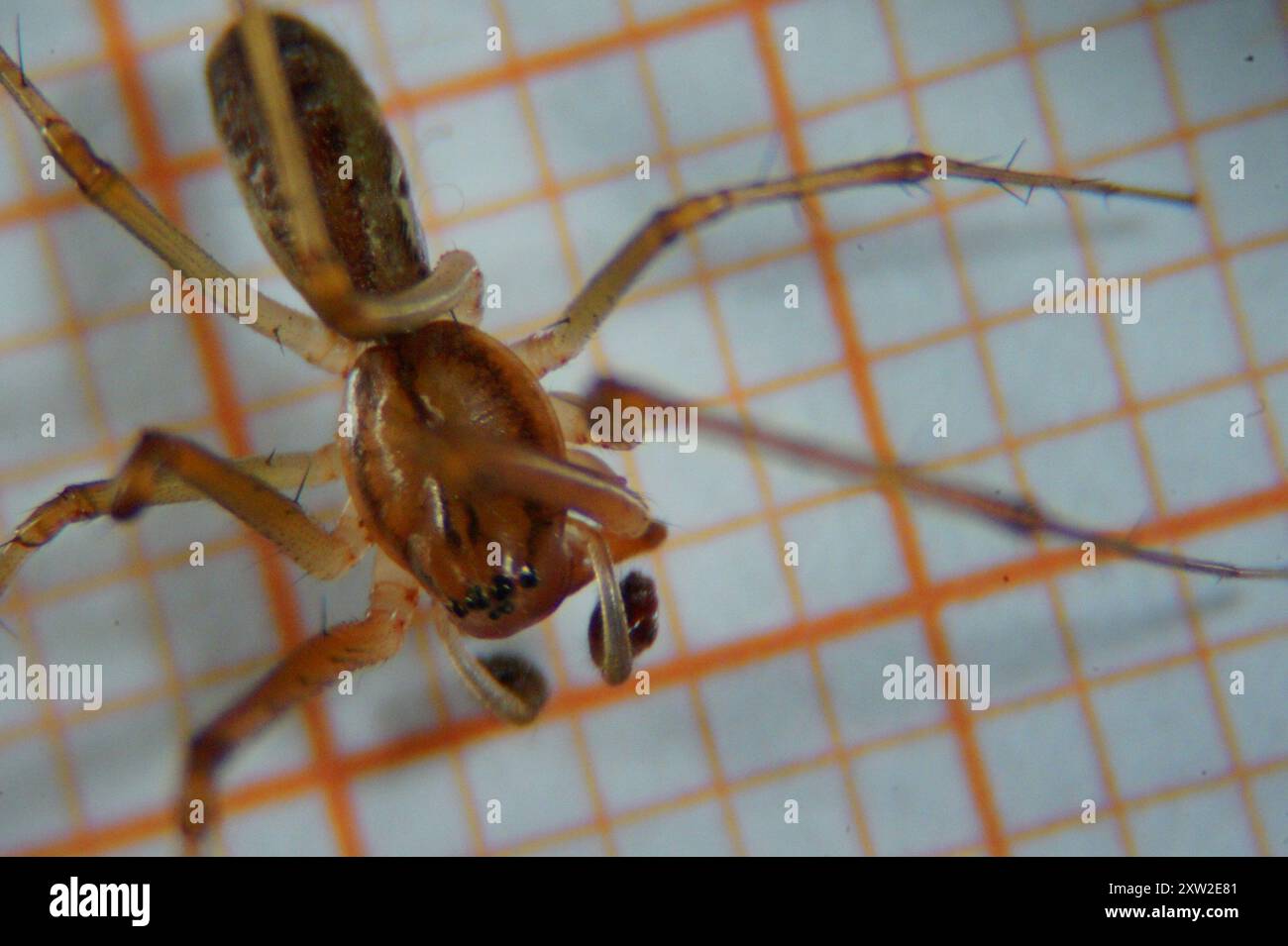 Common sheetweb spider (Linyphia triangularis) Arachnida Stock Photo ...