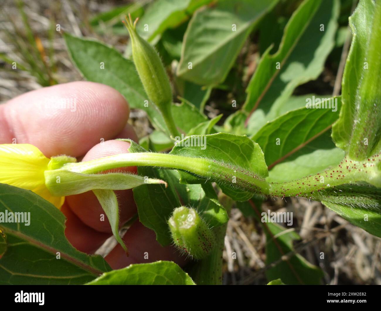Welsh evening-primrose (Oenothera cambrica) Plantae Stock Photo - Alamy