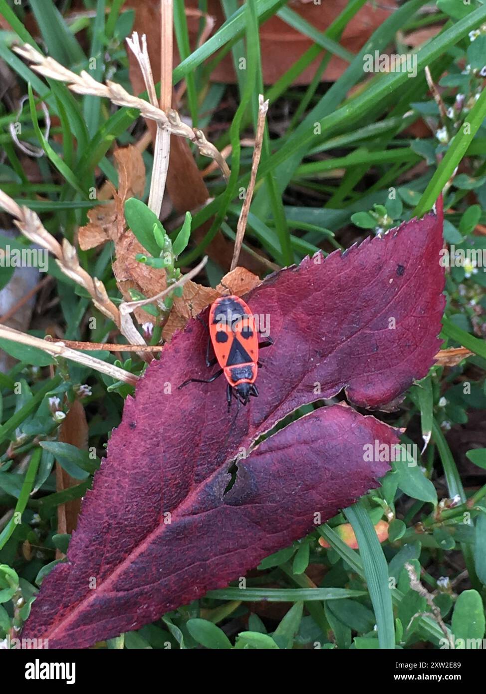 European Firebug (Pyrrhocoris apterus) Insecta Stock Photo - Alamy
