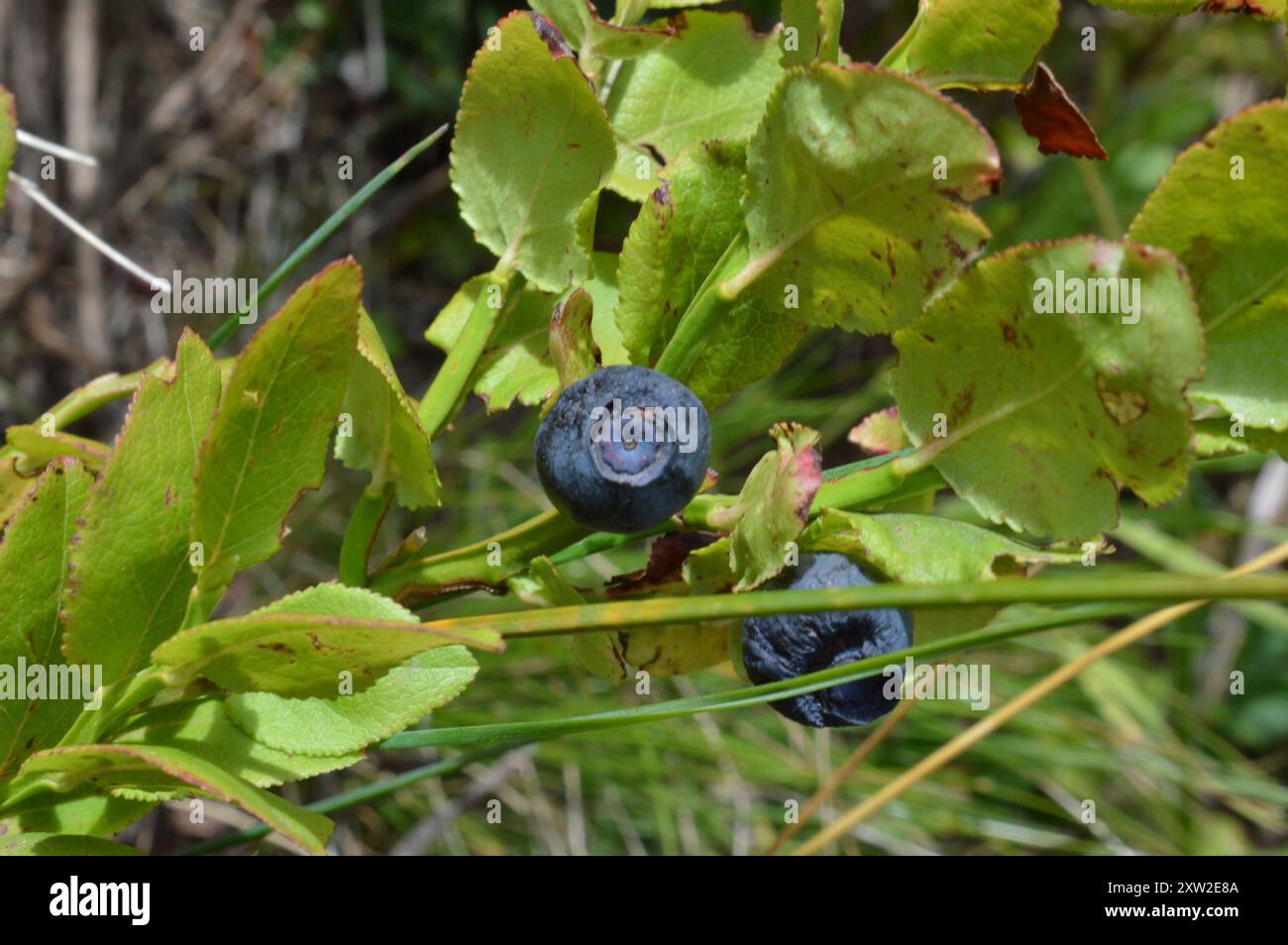 common bilberry (Vaccinium myrtillus) Plantae Stock Photo - Alamy