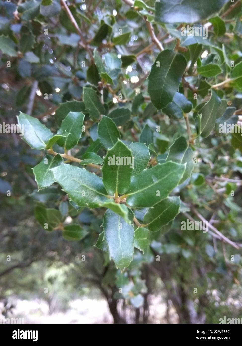 Kermes oak (Quercus coccifera) Plantae Stock Photo - Alamy