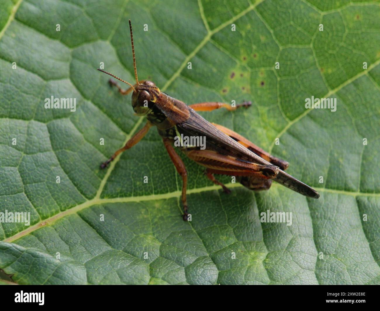 Red-legged Grasshopper (Melanoplus femurrubrum) Insecta Stock Photo - Alamy