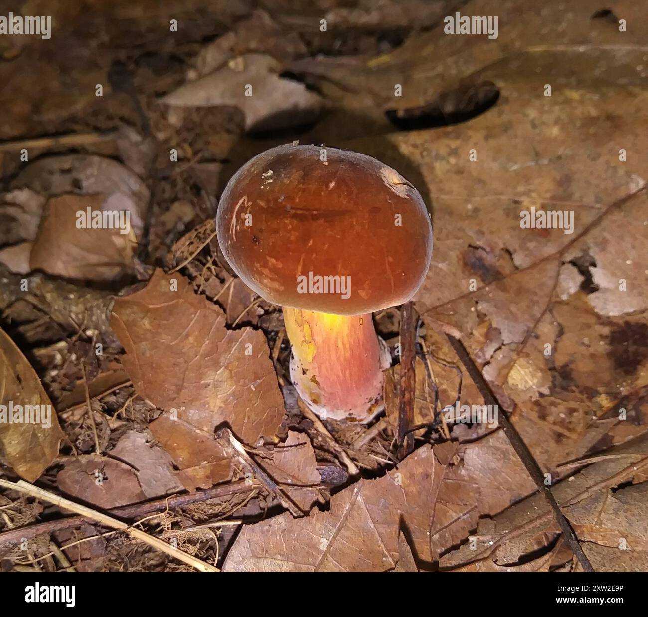 Red-mouth Bolete (Neoboletus subvelutipes) Fungi Stock Photo - Alamy