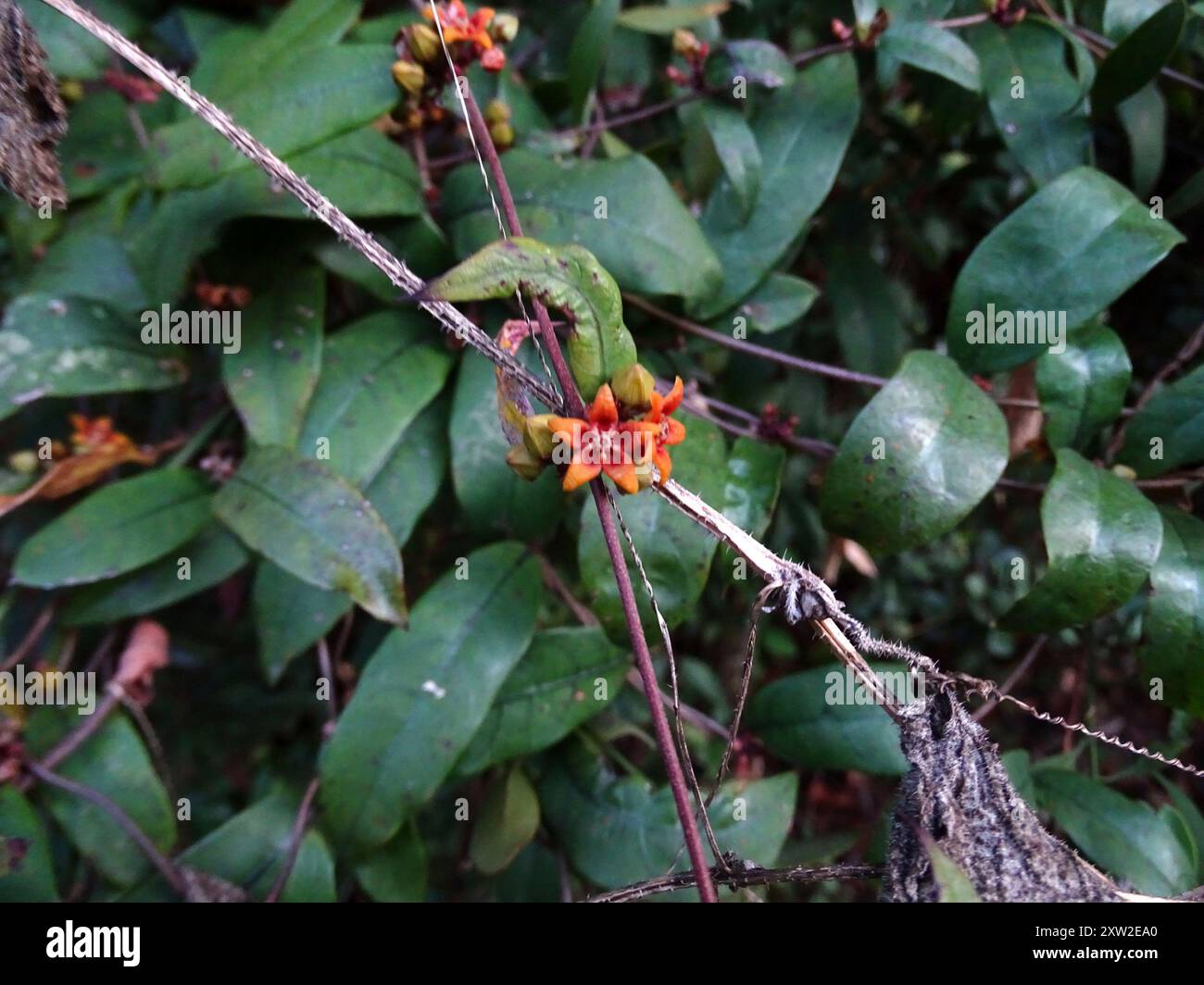 Indian Sarsaparilla (Hemidesmus indicus) Plantae Stock Photo - Alamy
