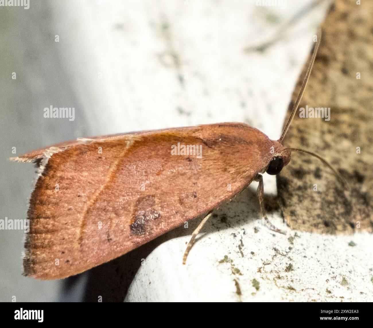 Wedgling Moth (Galgula partita) Insecta Stock Photo - Alamy