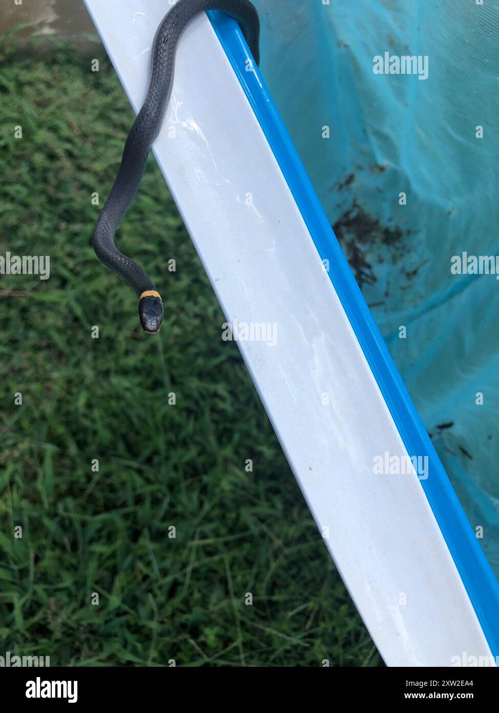 ring-necked snake (Diadophis punctatus) Reptilia Stock Photo - Alamy