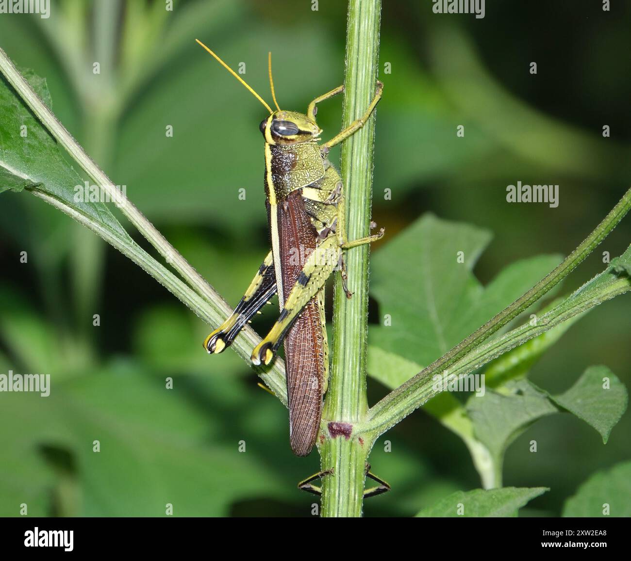 Obscure Bird Grasshopper (Schistocerca obscura) Insecta Stock Photo - Alamy