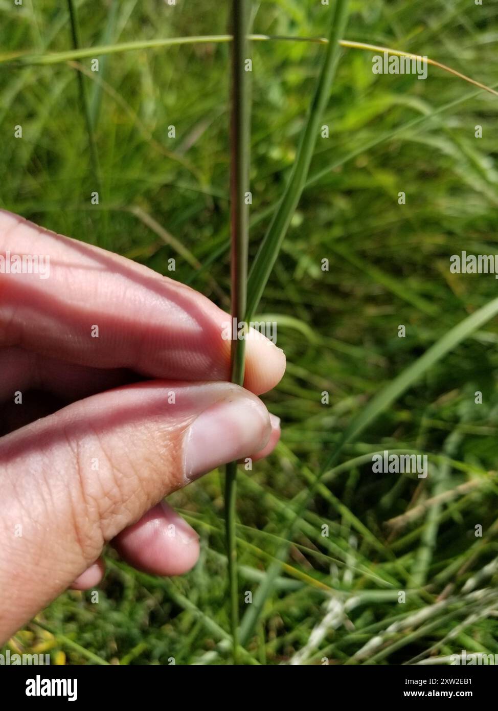 grasses (Poaceae) Plantae Stock Photo - Alamy