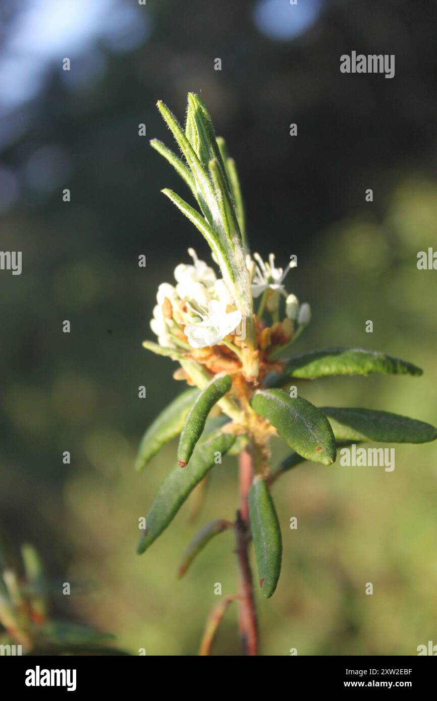 Bog Labrador Tea (Rhododendron groenlandicum) Plantae Stock Photo - Alamy