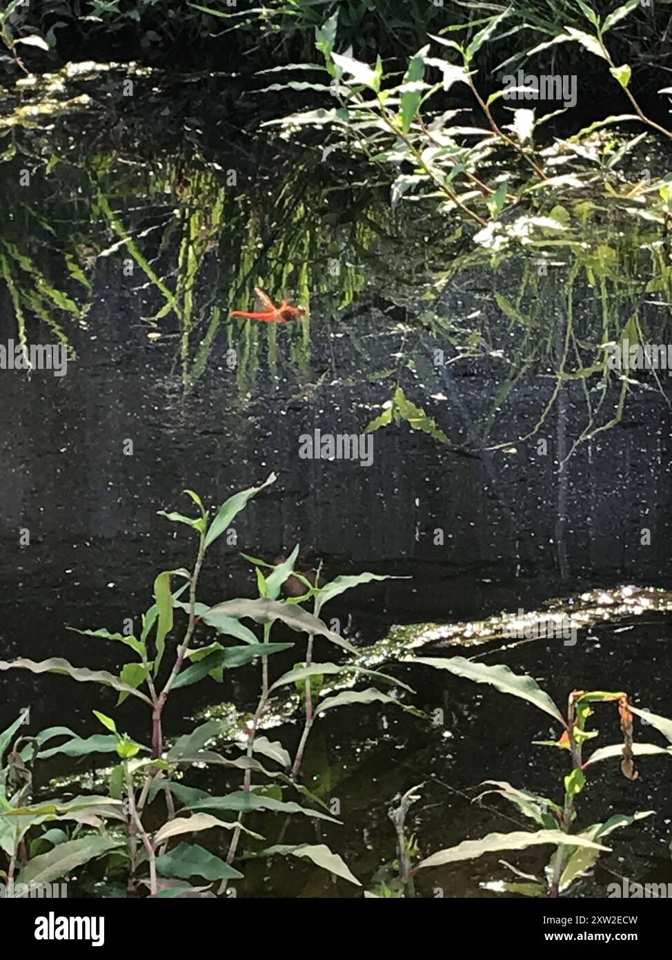Neon Skimmer (Libellula croceipennis) Insecta Stock Photo - Alamy