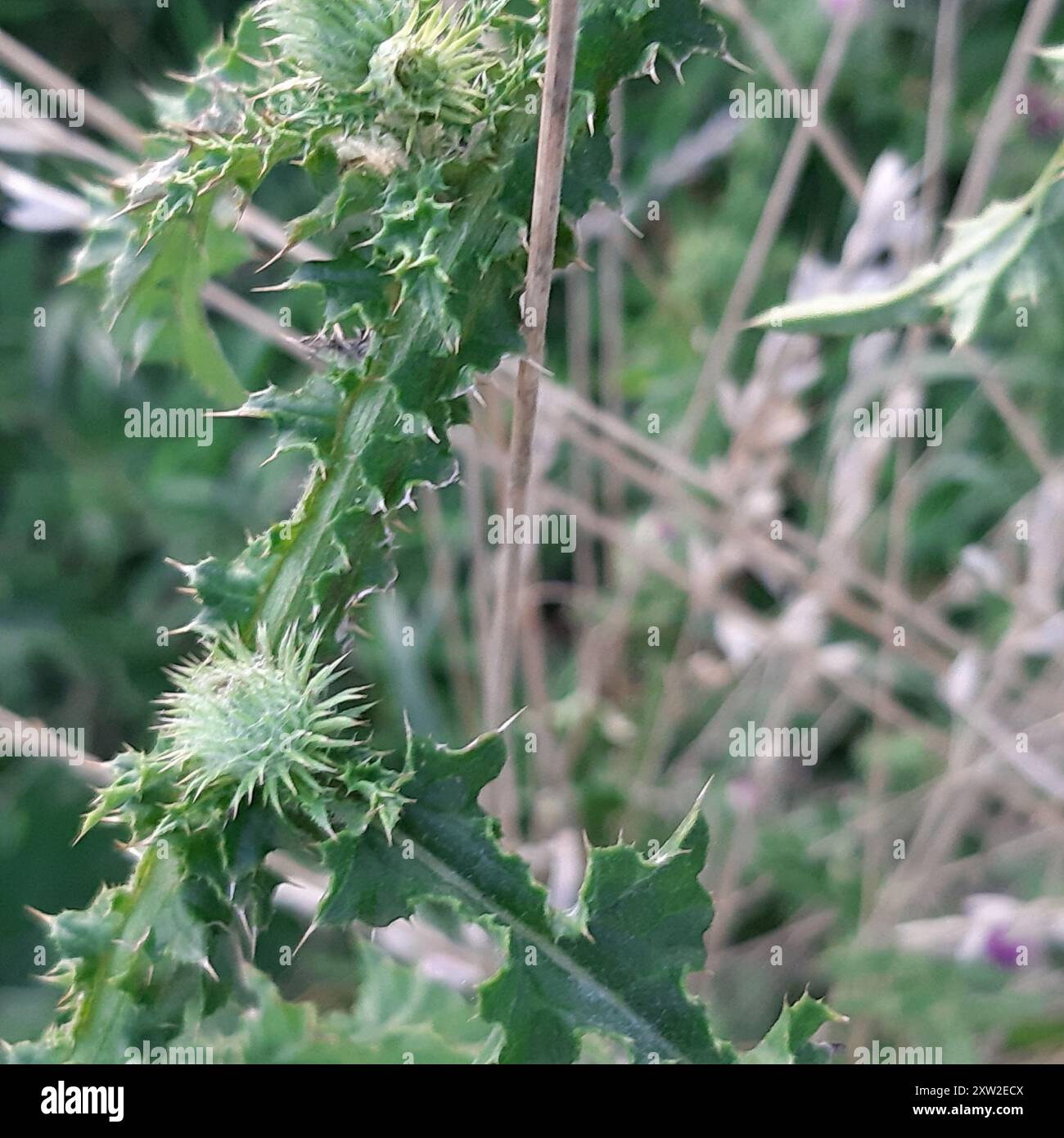 Welted Thistle (Carduus crispus) Plantae Stock Photo - Alamy