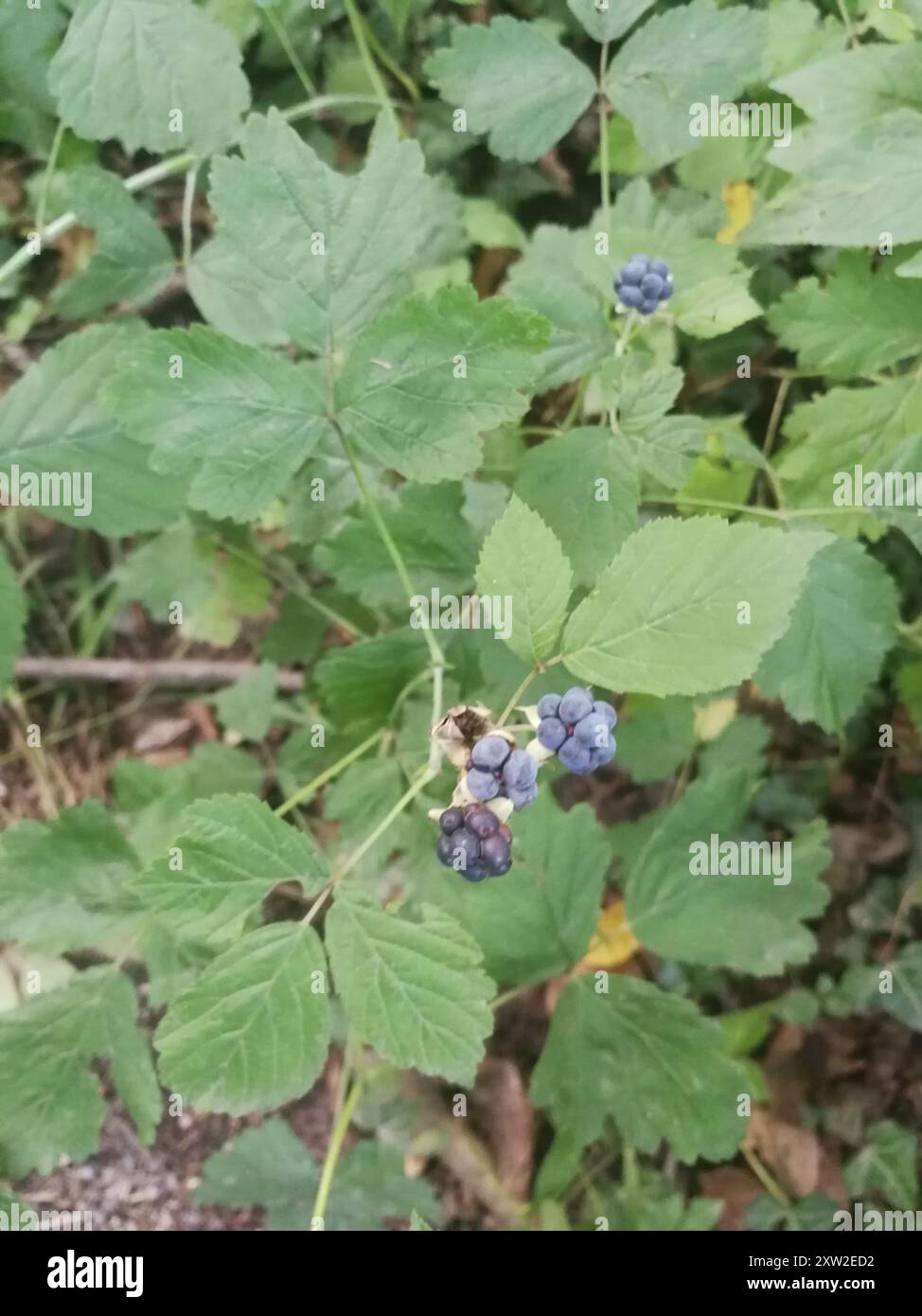 European dewberry (Rubus caesius) Plantae Stock Photo - Alamy