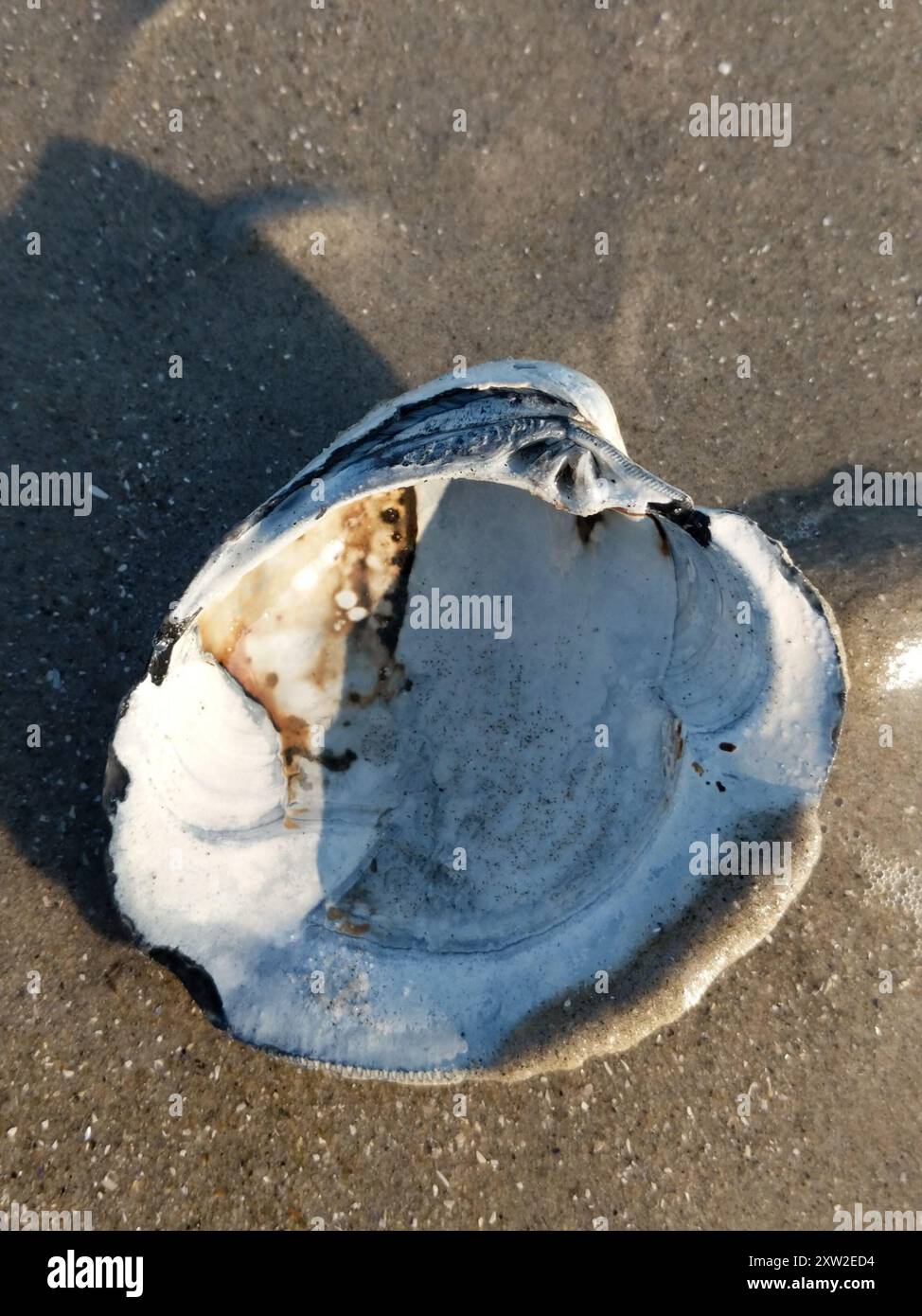 Northern Quahog (Mercenaria mercenaria) Mollusca Stock Photo - Alamy