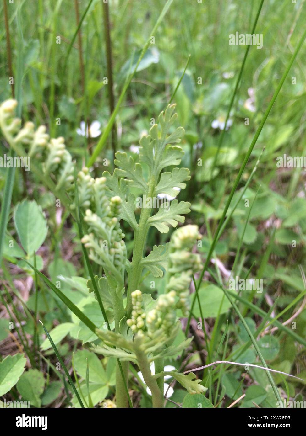 matricary grapefern (Botrychium matricariifolium) Plantae Stock Photo ...