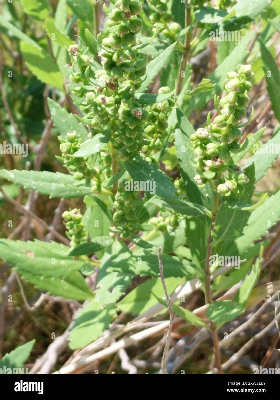 marsh elder (Iva frutescens) Plantae Stock Photo - Alamy