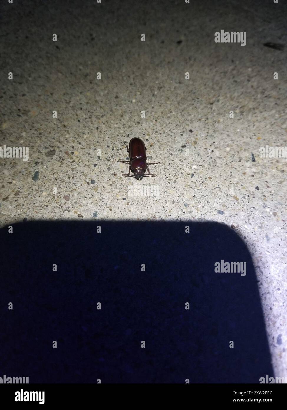 Pole Borer (Neandra brunnea) Insecta Stock Photo - Alamy