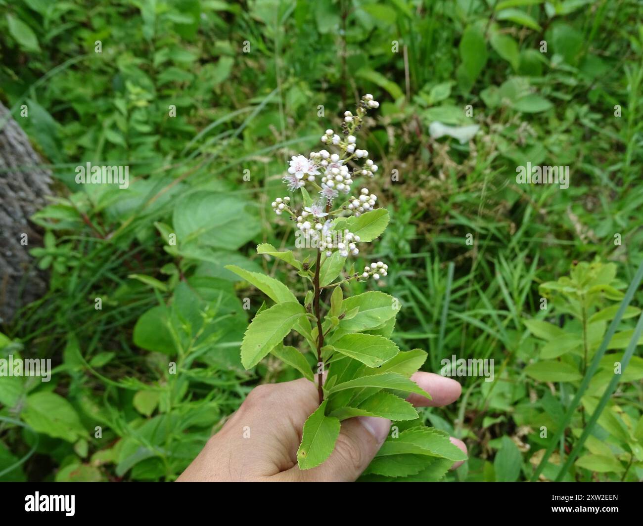 white meadowsweet (Spiraea alba) Plantae Stock Photo - Alamy