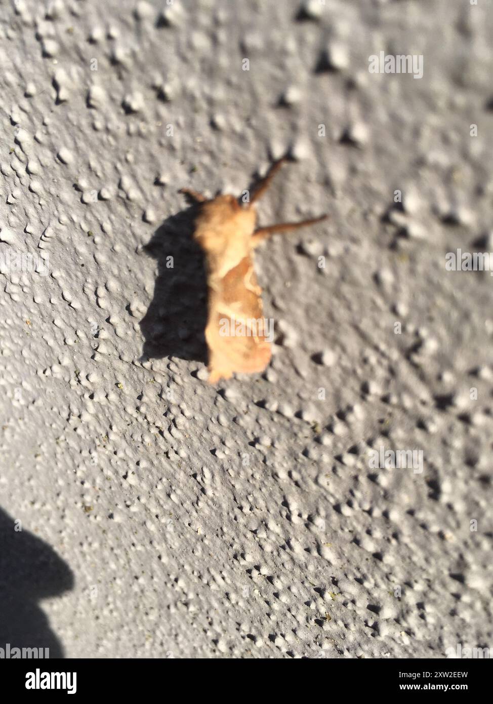 Orange Swift (Triodia sylvina) Insecta Stock Photo - Alamy