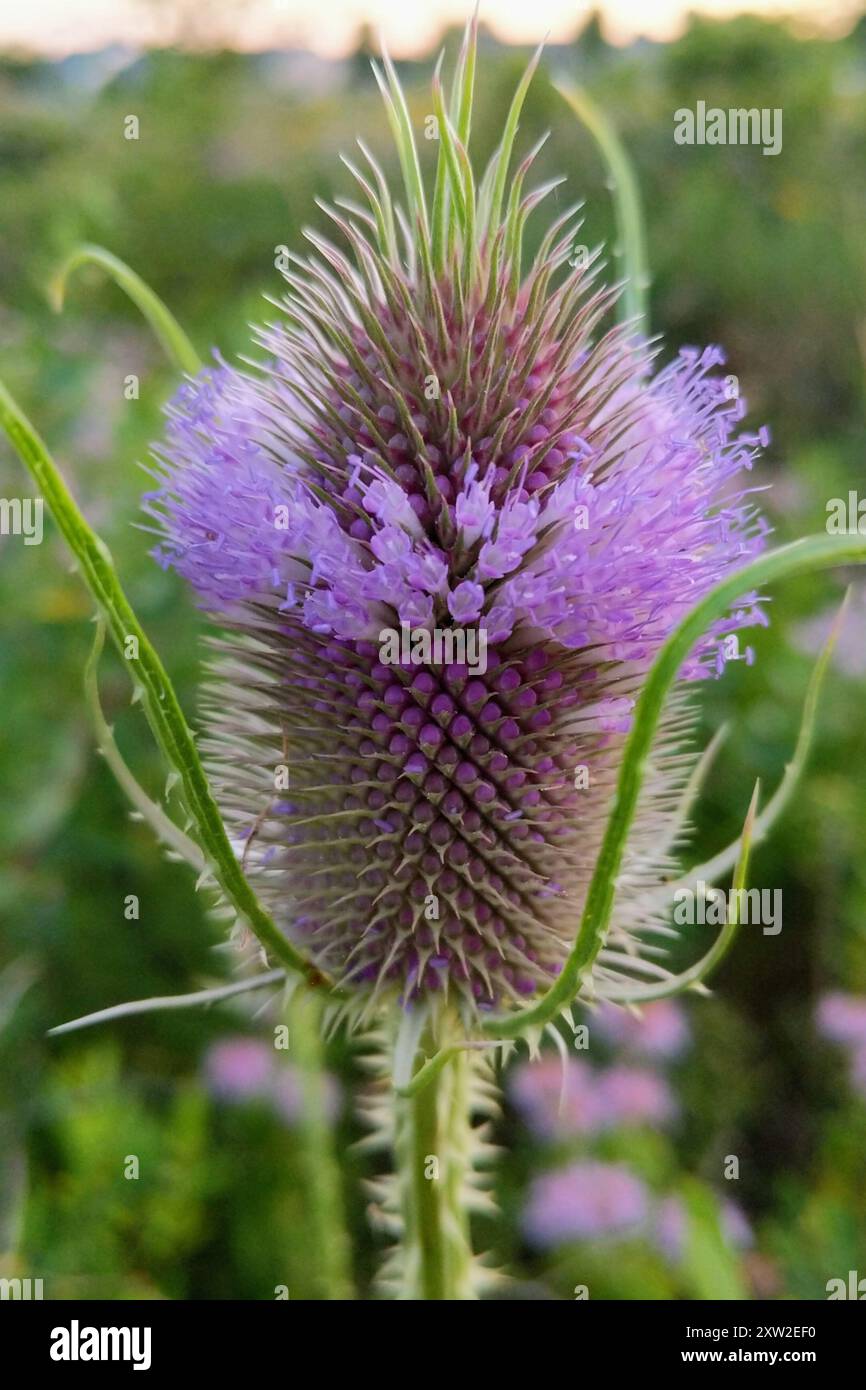 wild teasel (Dipsacus fullonum) Plantae Stock Photo - Alamy
