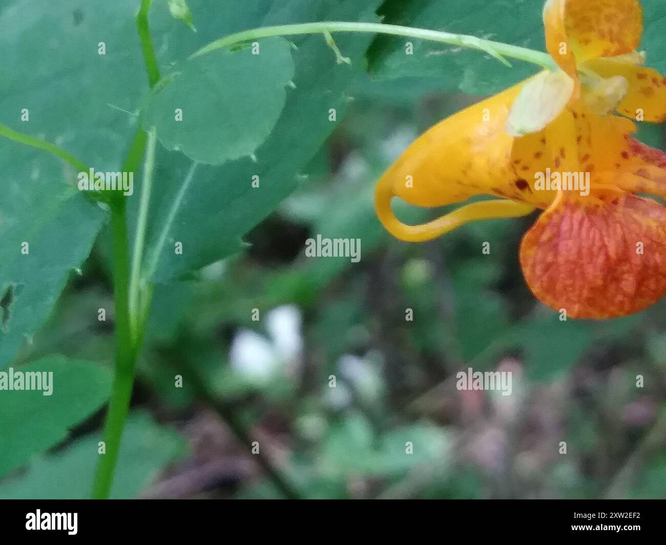 common jewelweed (Impatiens capensis) Plantae Stock Photo - Alamy