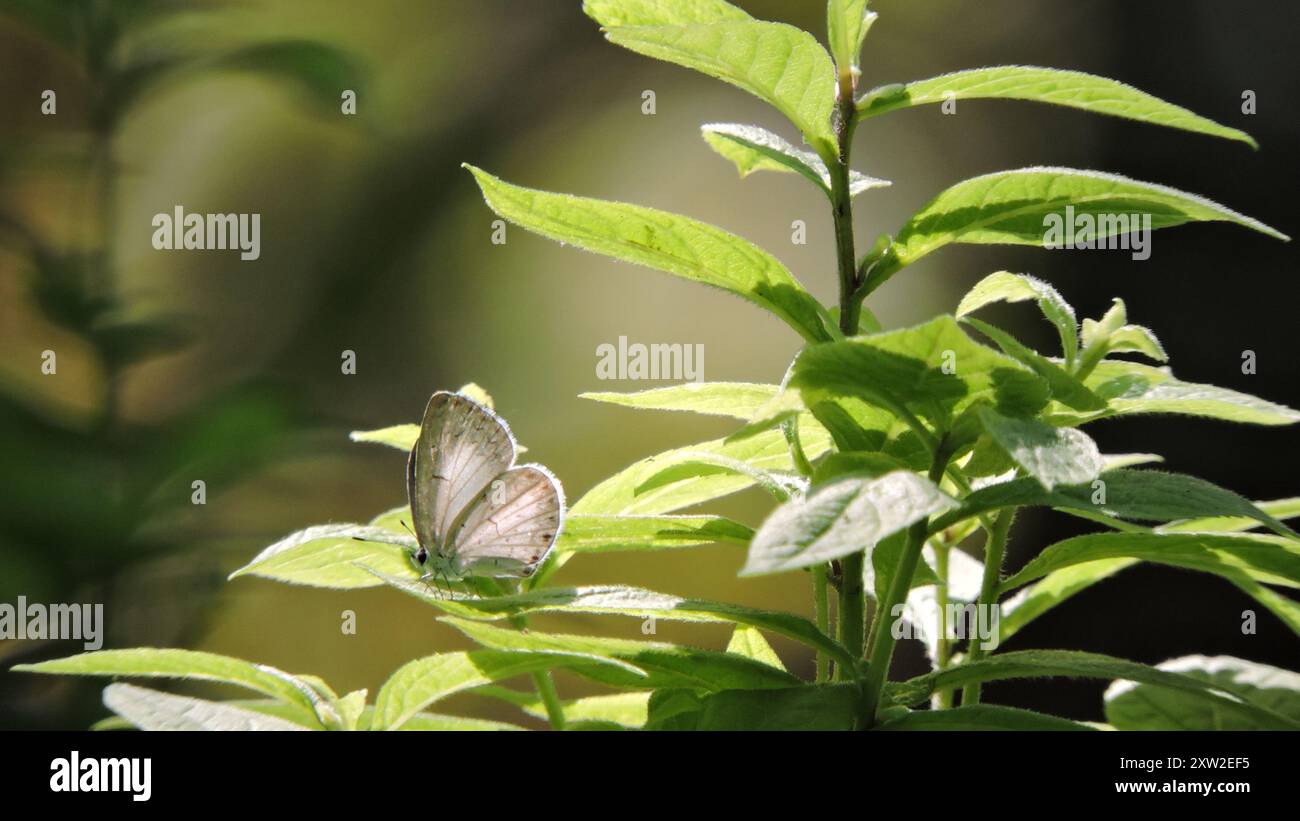 Summer Azure (Celastrina neglecta) Insecta Stock Photo - Alamy