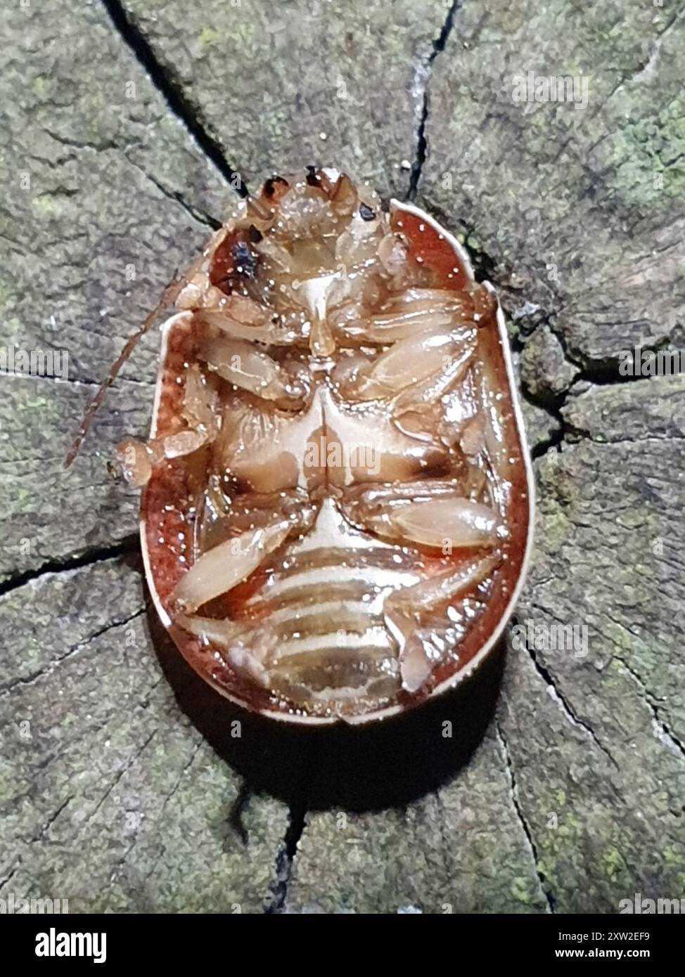 Eucalyptus Tortoise Beetle (Paropsis charybdis) Insecta Stock Photo - Alamy