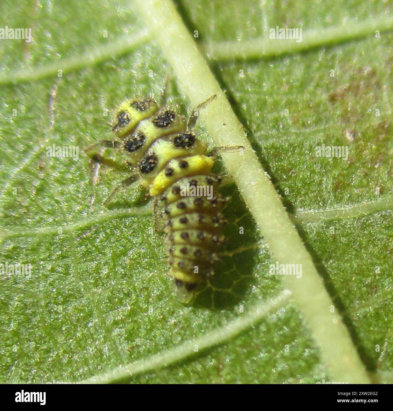 Fungus-eating Lady Beetles (Psyllobora) Insecta Stock Photo - Alamy