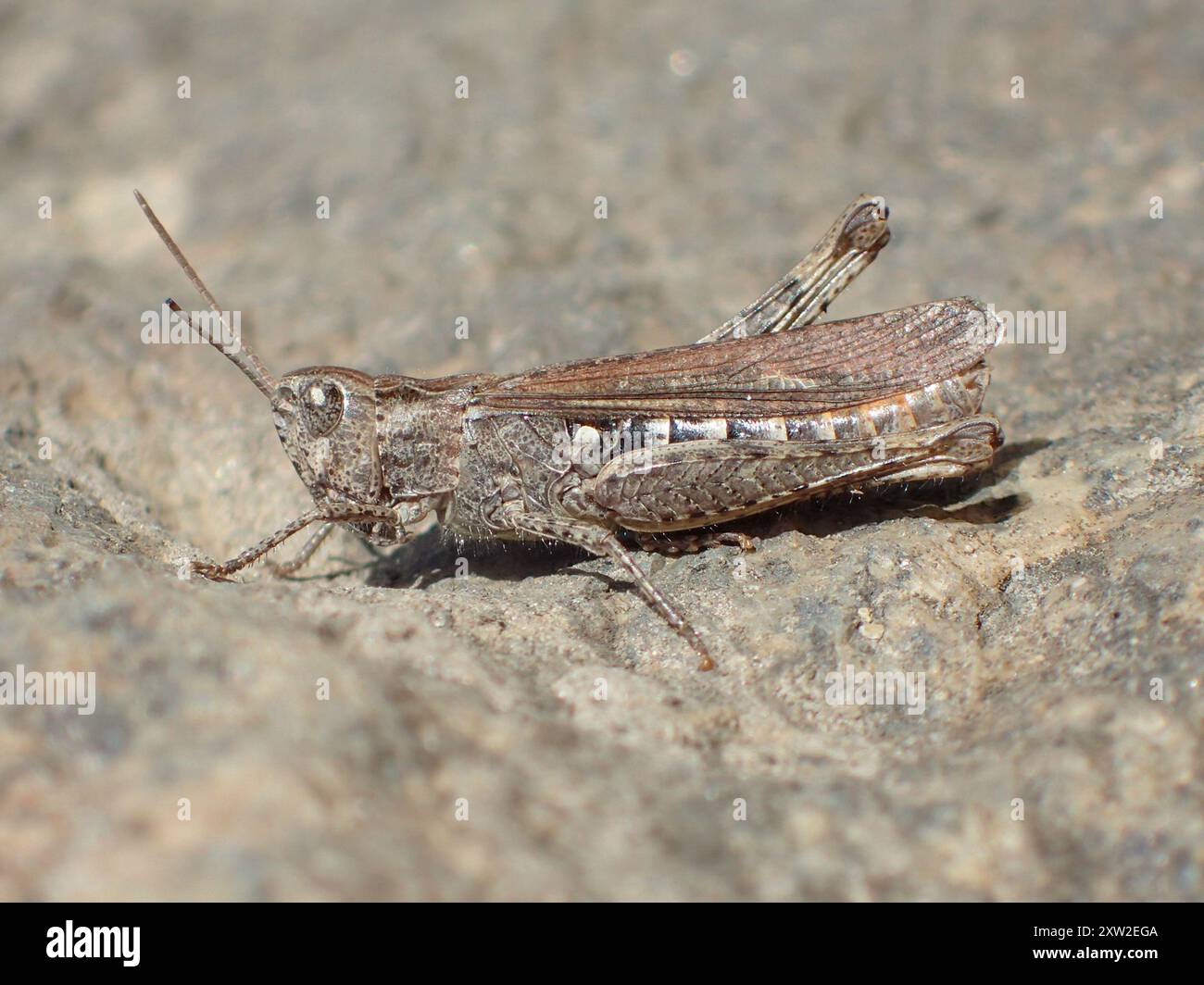 Common Field Grasshopper (Chorthippus brunneus) Insecta Stock Photo - Alamy